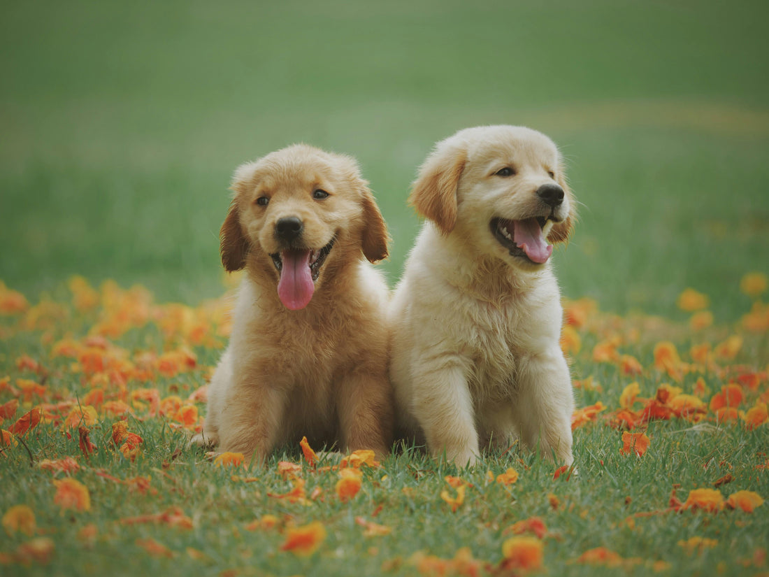 Paws Promise - Pet Gifts, Pet Photo Pillow, Memorial Gifts & Charity ...