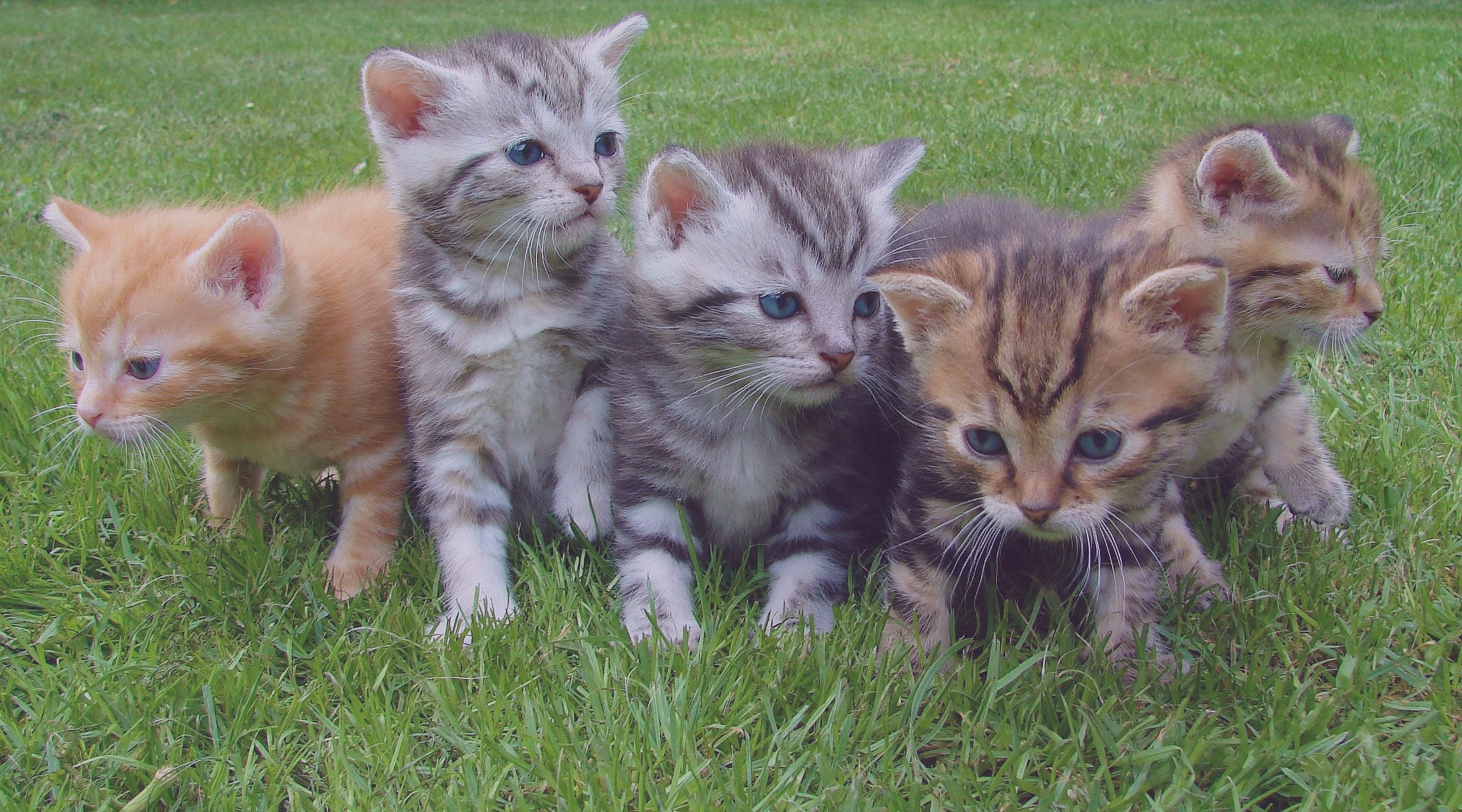 Paws Promise - Pet Gifts, Pet Photo Pillow, Memorial Gifts & Charity ...